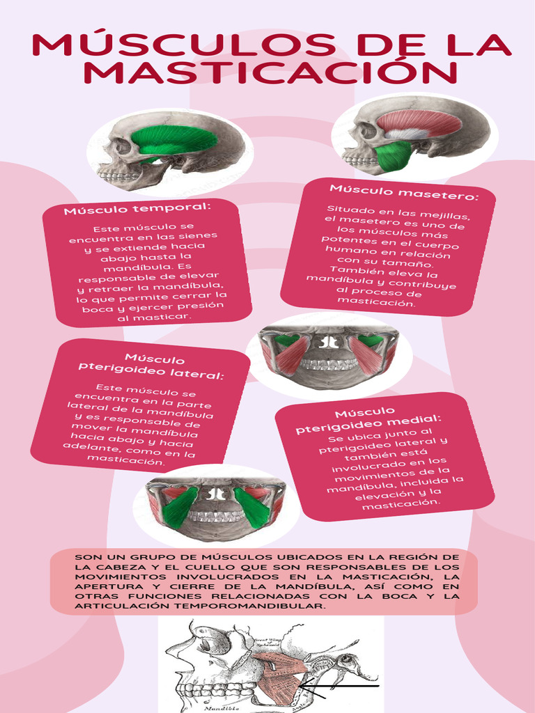 Infografía Músculos de La Masticación | PDF | Anatomia dental | Anatomía