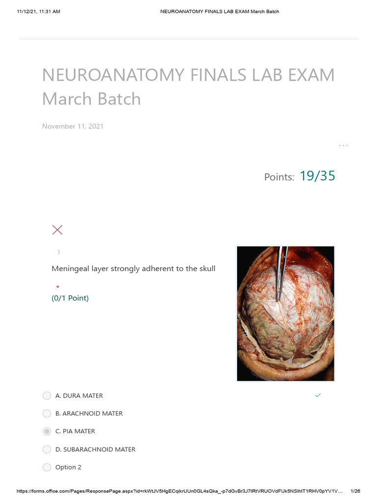 Neuroanatomy Finals Lab Exam | PDF | Neuroscience | Brain