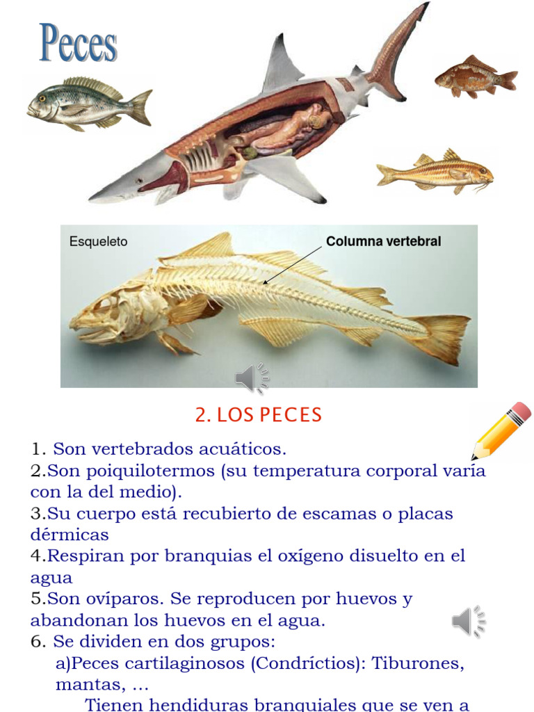 Características de los Peces Vertebrados | PDF