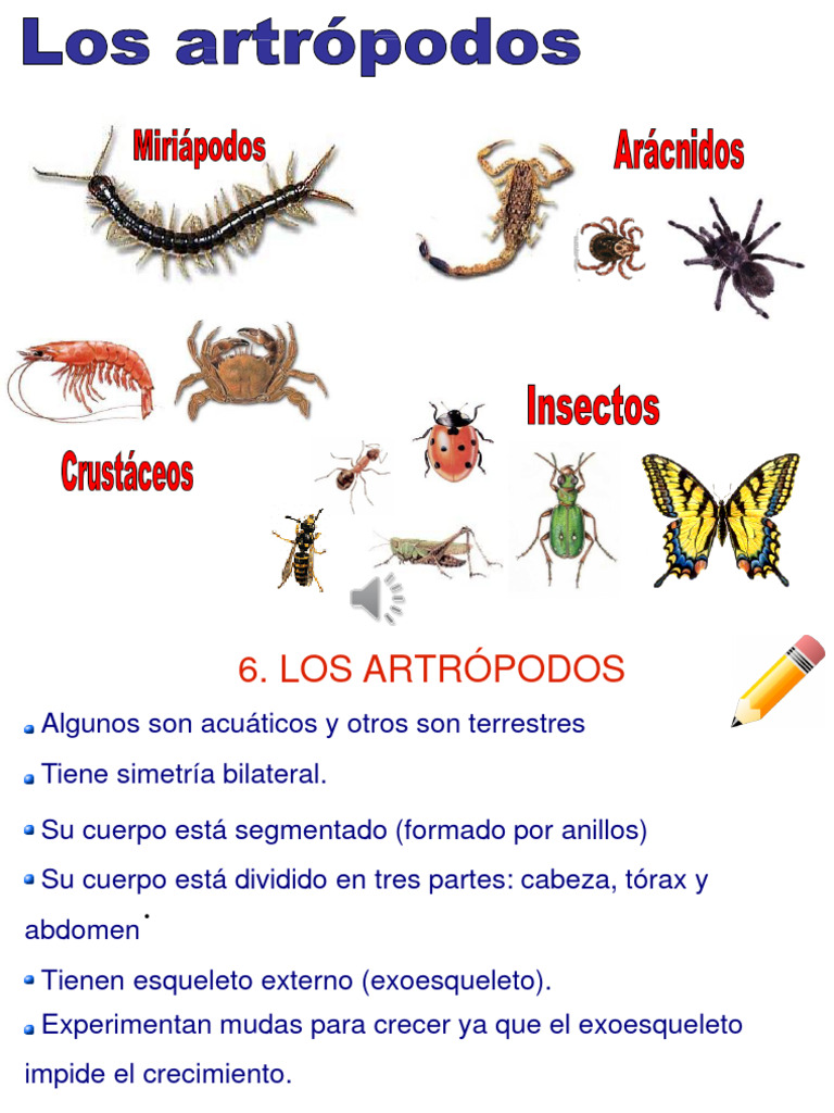 Artrópodos-Insectos y Arácnidos | PDF