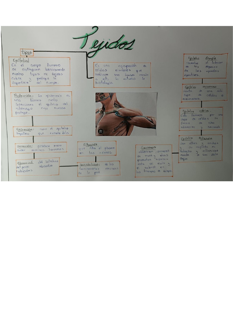 Trabajo de Los Tejidos | PDF