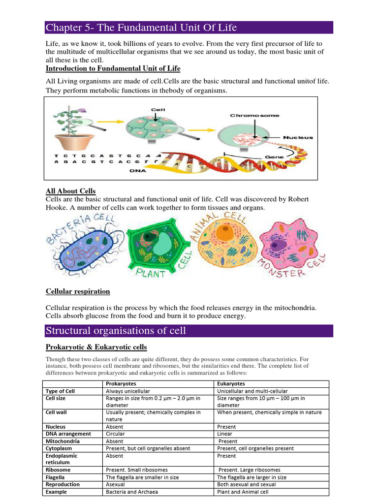 CH 1 Notes Cell Basic Unit of Life | PDF | Cell (Biology) | Endoplasmic ...