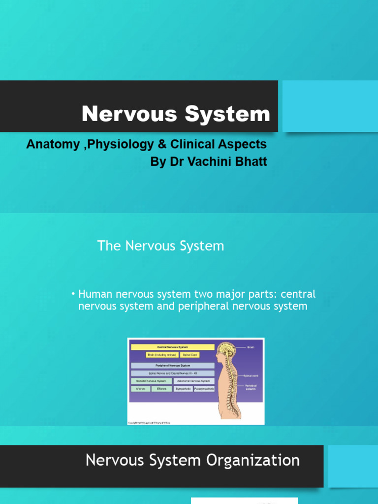 Nervous System | PDF | Nervous System | Neuron