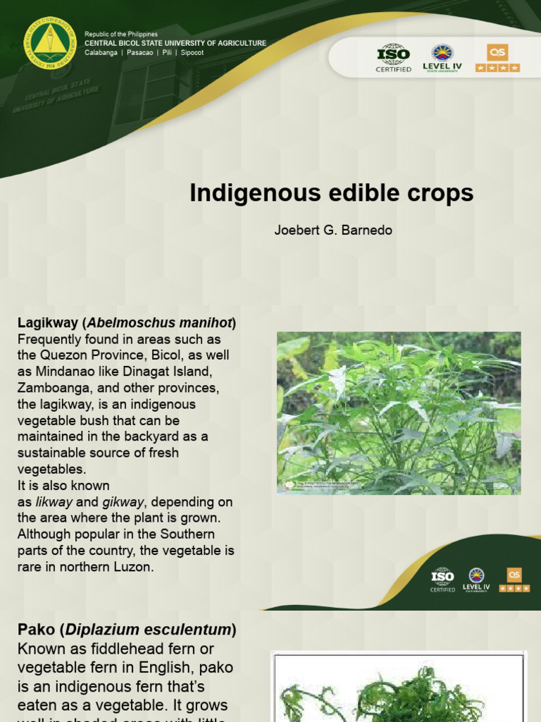 Benefits of Lagikway (Likway) Plant | PDF
