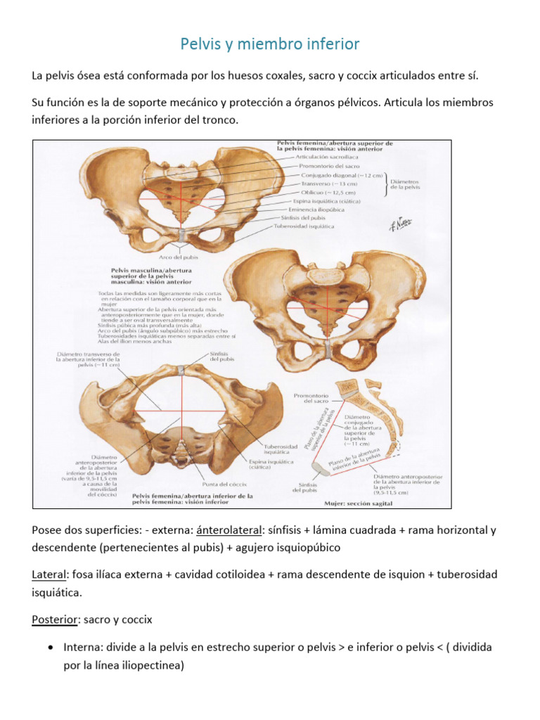 Pelvis y Miembro Inferior | PDF | Pelvis | Sistema musculoesquelético