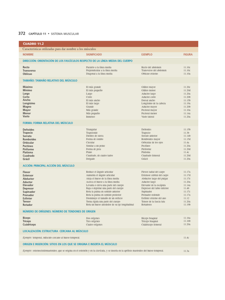 Principios de Anatomía y Fisiología Tortora Derrickson | PDF | Anatomía ...