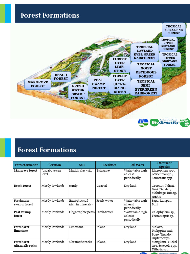 Forest Formations | PDF | Forests | Tropics