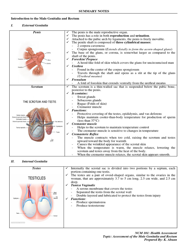 Summary Notes (Introduction To The Male Genitalia and Rectum) | PDF ...