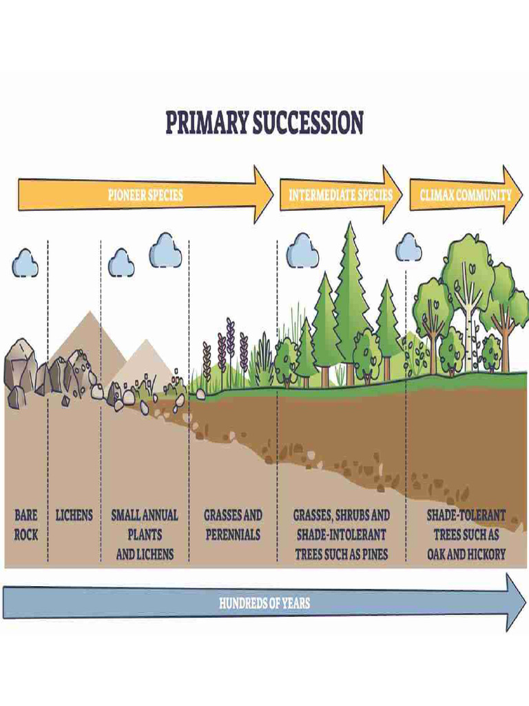 Primary Succession and Secondary Succession | PDF