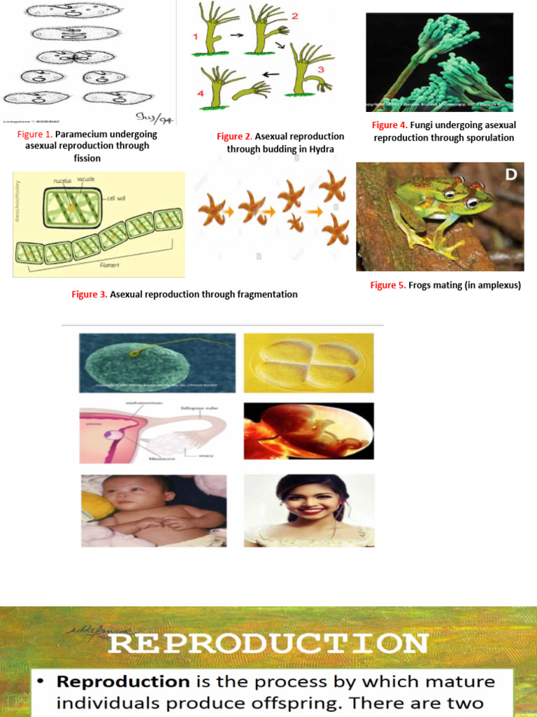 1.introduction To Reproduction | PDF | Reproductive System | Sexual ...