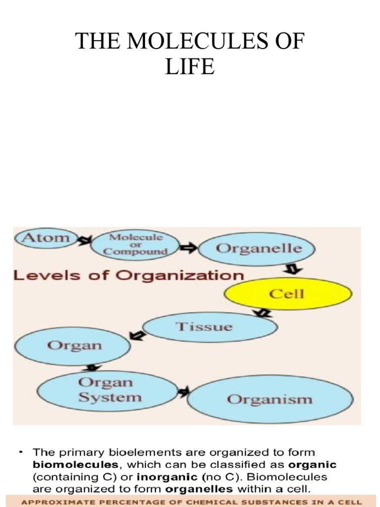 The Molecules of Life | PDF | Triglyceride | Proteins