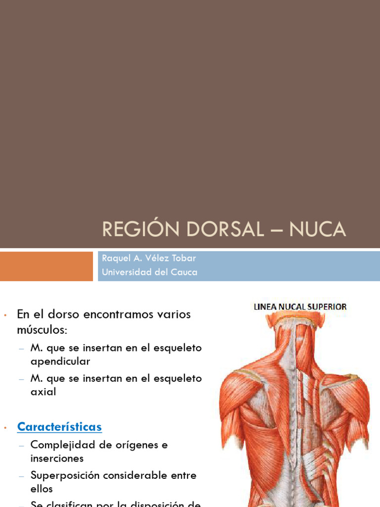 Región Dorsal - Nuca | PDF | La columna vertebral | Anatomía humana