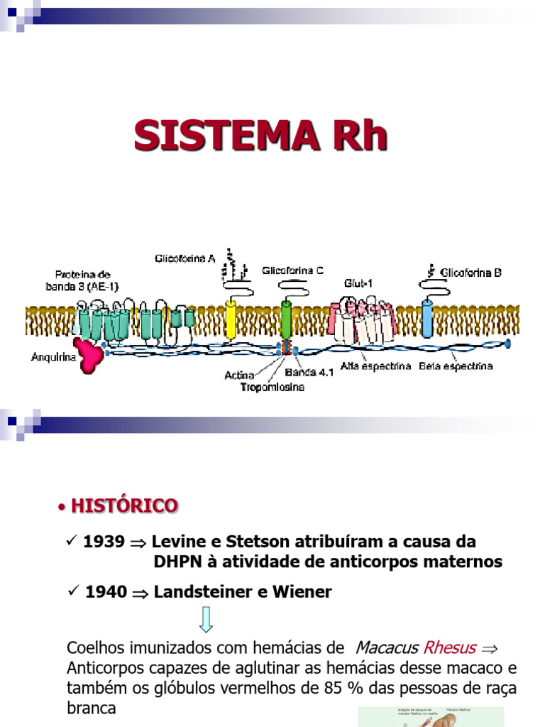 Sistema RH 2024.1 | PDF | Patologia clínica | Tecido (Biologia)
