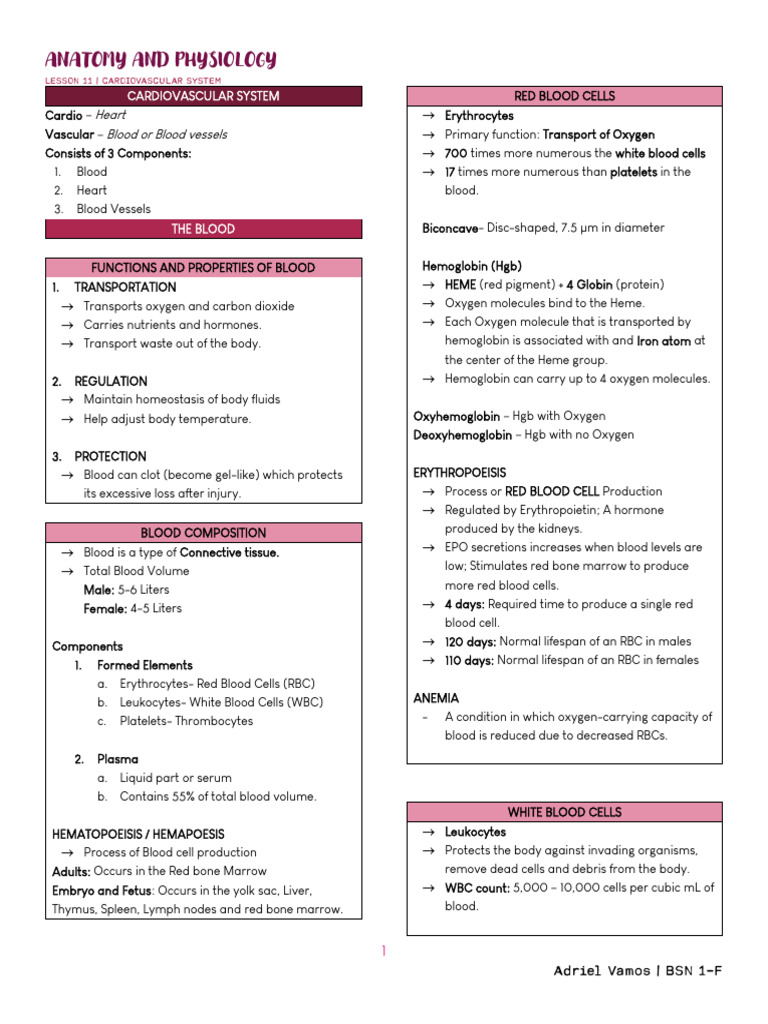 Cardiovascular System Transes | PDF | Heart Valve | Heart