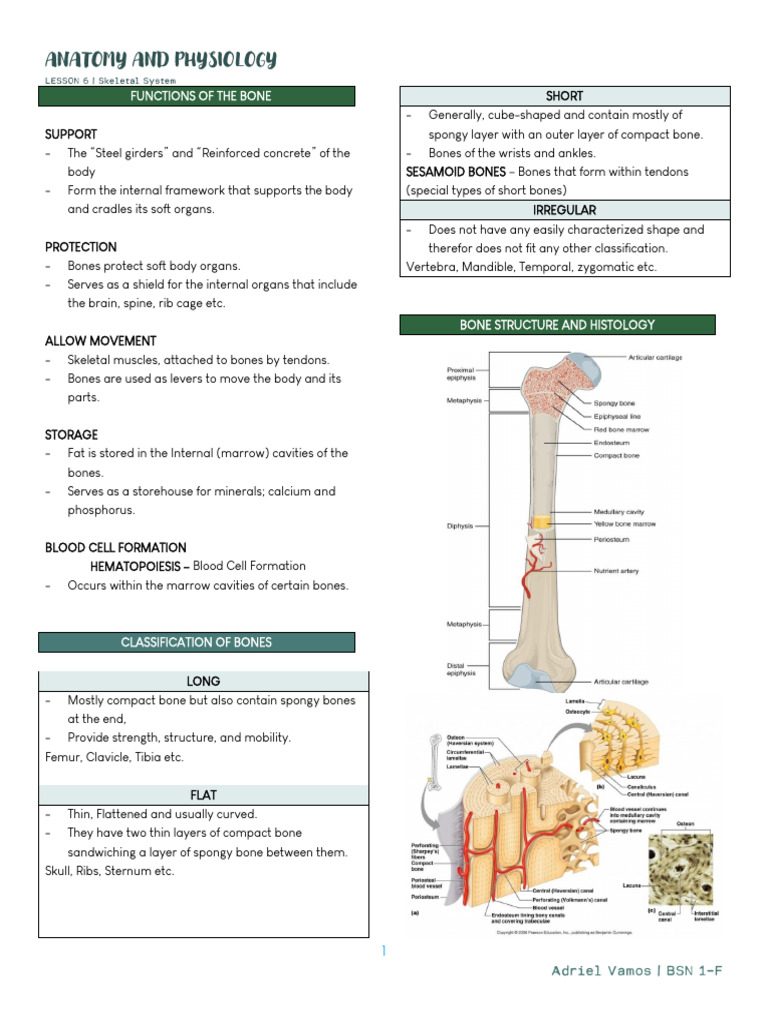 Skeletal System Transes | PDF | Anatomical Terms Of Motion | Vertebral ...