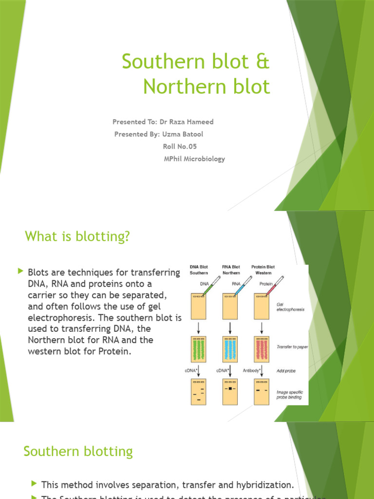 Southern Blot, Northern Blotting, Western Blot | PDF | Southern Blot | Blot (Biology)