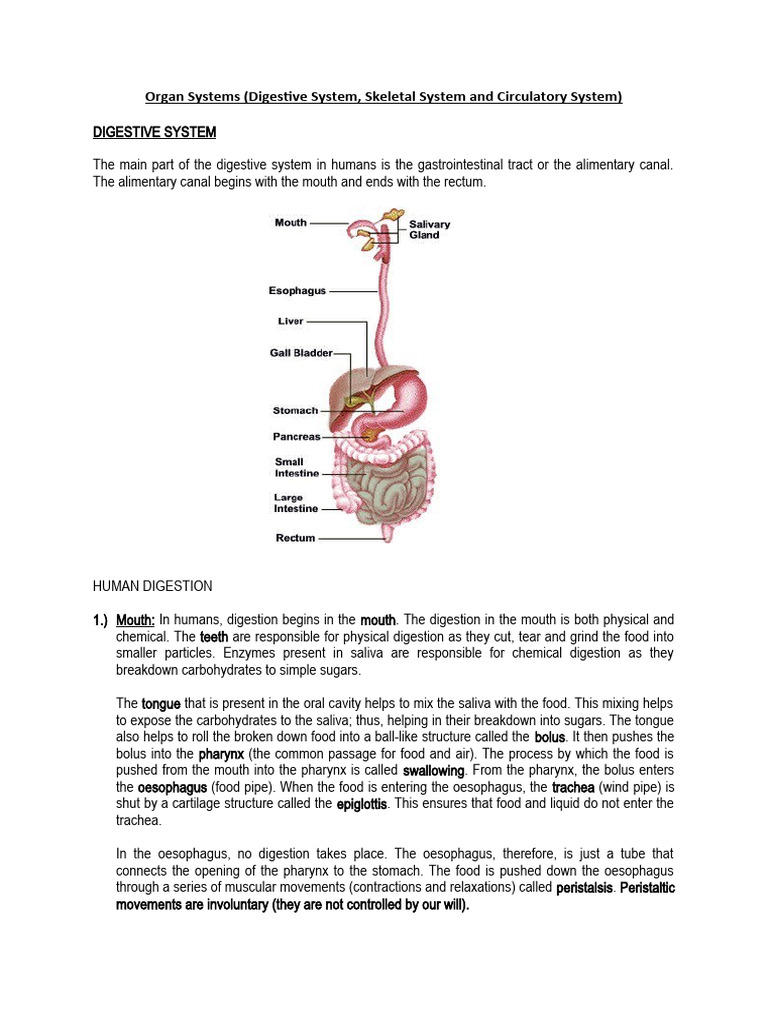 Chap 3 - Organ Systems Digestive System Skeletal System and Circulatory ...