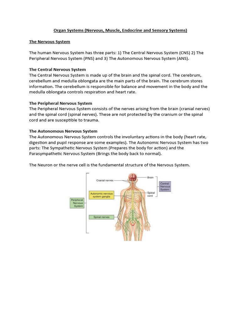 Chap 4 - Organ Systems Nervous Muscle Endocrine and Sensory | PDF ...
