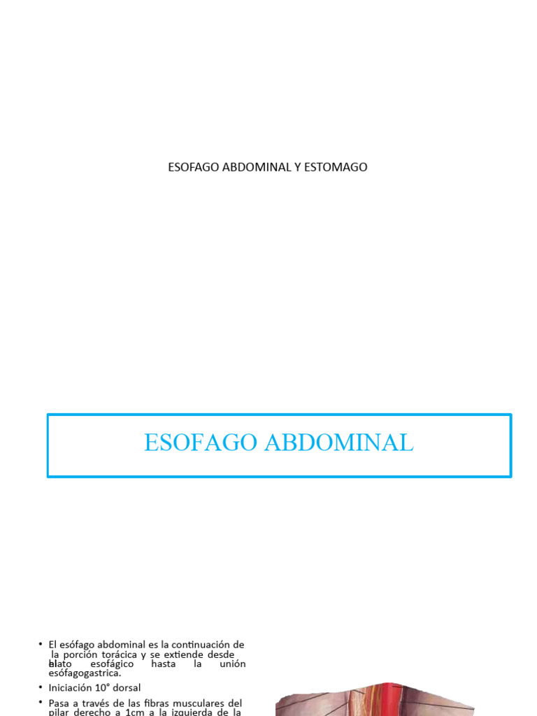 Anatomía del Esófago y Estómago | PDF