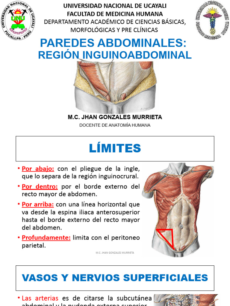 Región Inguinoabdominal | PDF | Abdomen | Anatomía