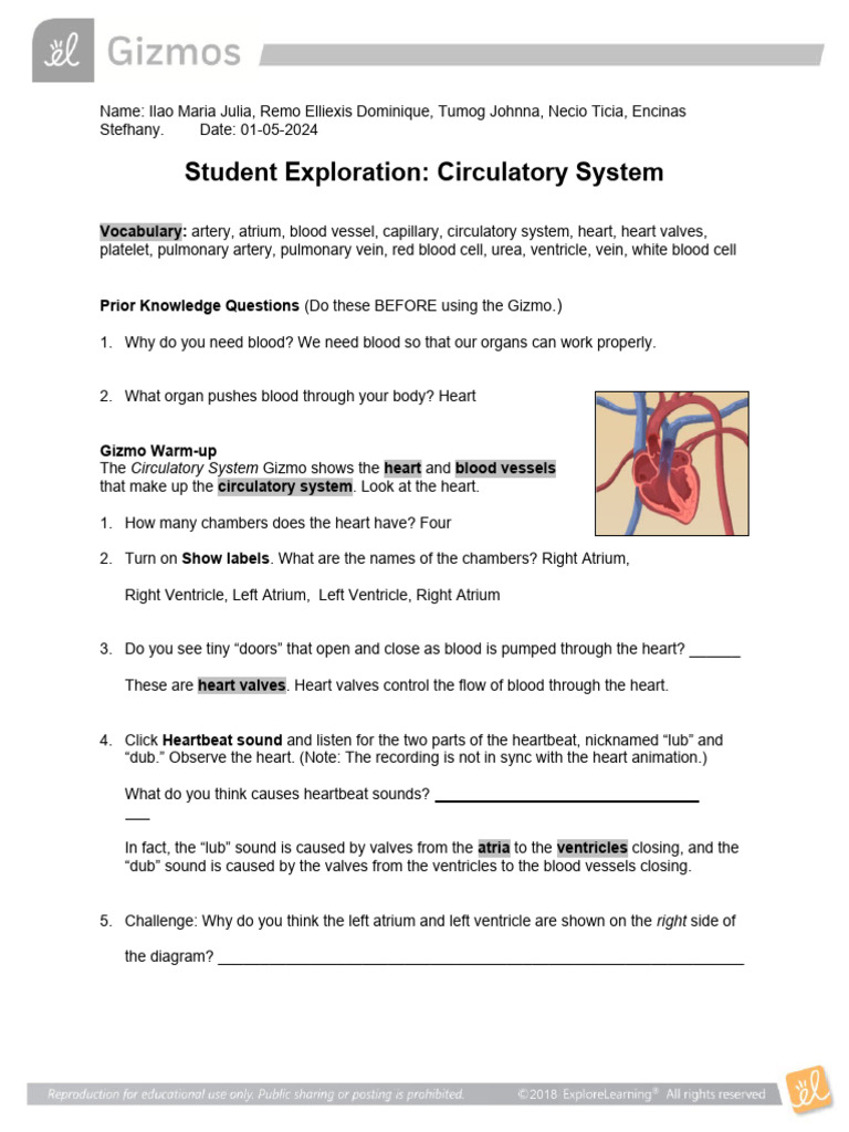 CirculatorySystem Science Activity | PDF | Heart | Blood