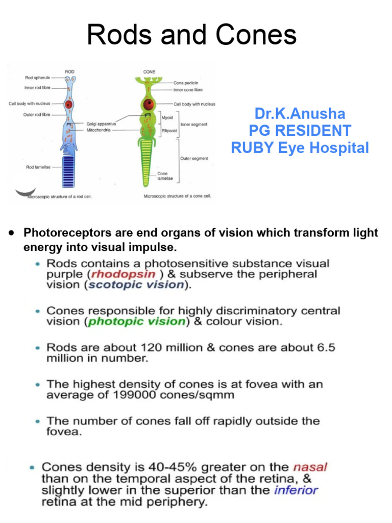Rods and Cones | PDF