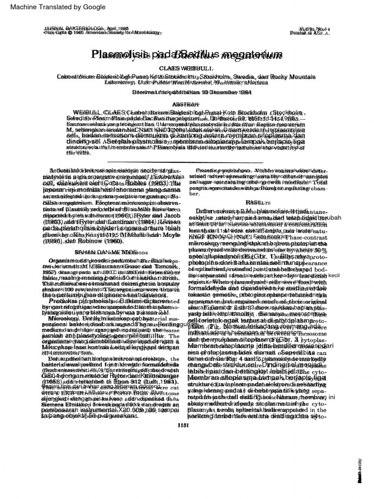 Weibull 1965 Plasmolysis in Bacillus Megaterium | PDF