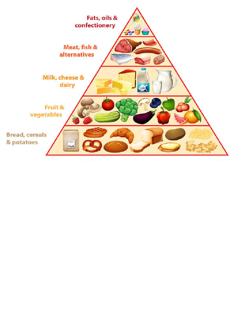 Understanding the Food Pyramid | PDF