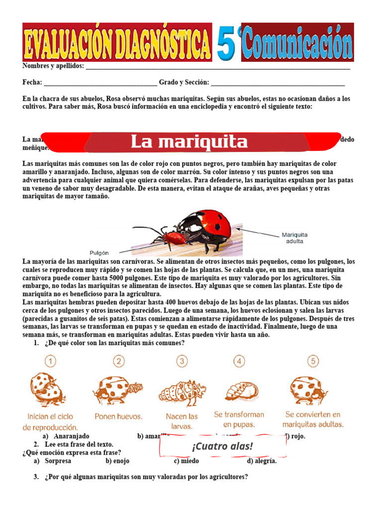 Evadiag2024-Com5°l U | PDF | Coccinellidae | Dom
