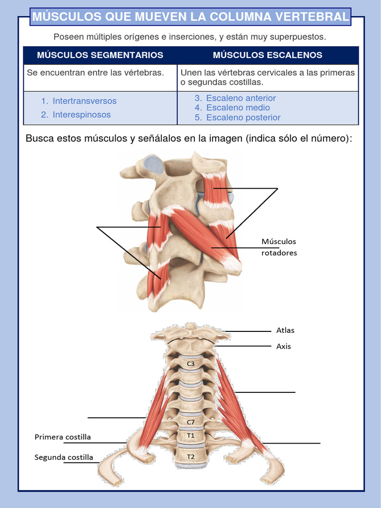 MUSCULOS QUE MUEVEN LA COLUMNA VERTEBRAL Actividad | PDF | La columna ...