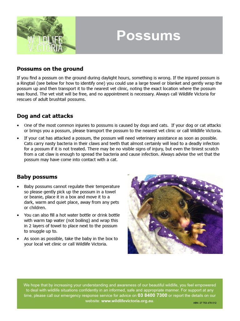 19 - Possums | PDF | Zoology