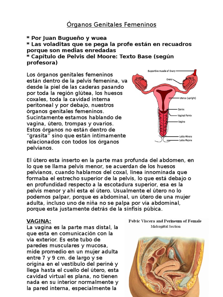 Órganos Genitales Femeninos | Descargar gratis PDF | Útero | Vagina