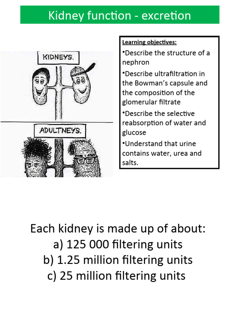Nephron Structure & Function Guide | PDF | Kidney | Abdomen