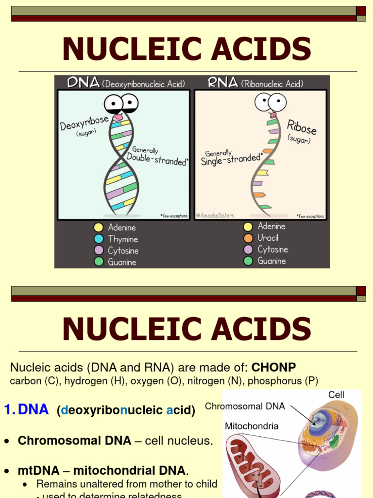 RNA vs DNA: Key Differences Explained | PDF | Nucleic Acids | Dna
