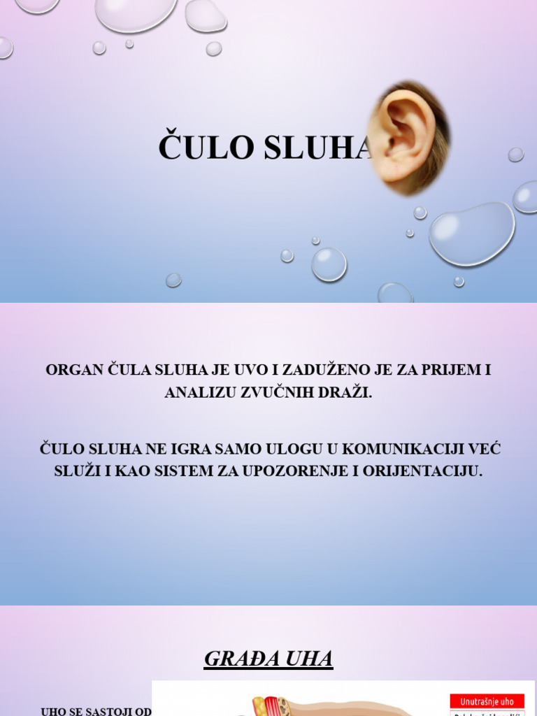 Čulo Sluha - Prezentacija | PDF