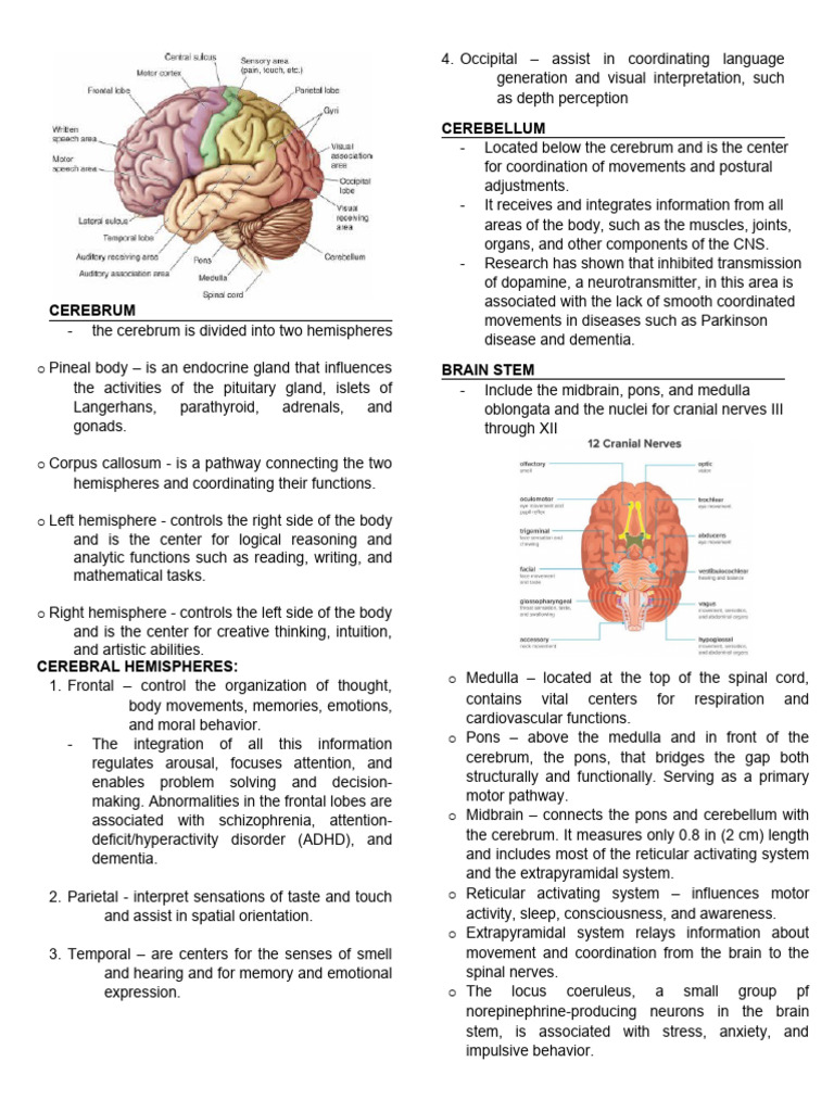 CEREBRUM | PDF | Cerebrum | Cerebral Hemisphere