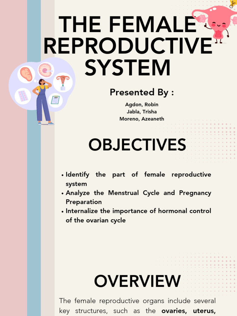 Female Reproductive System Overview | PDF | Menstrual Cycle | Uterus