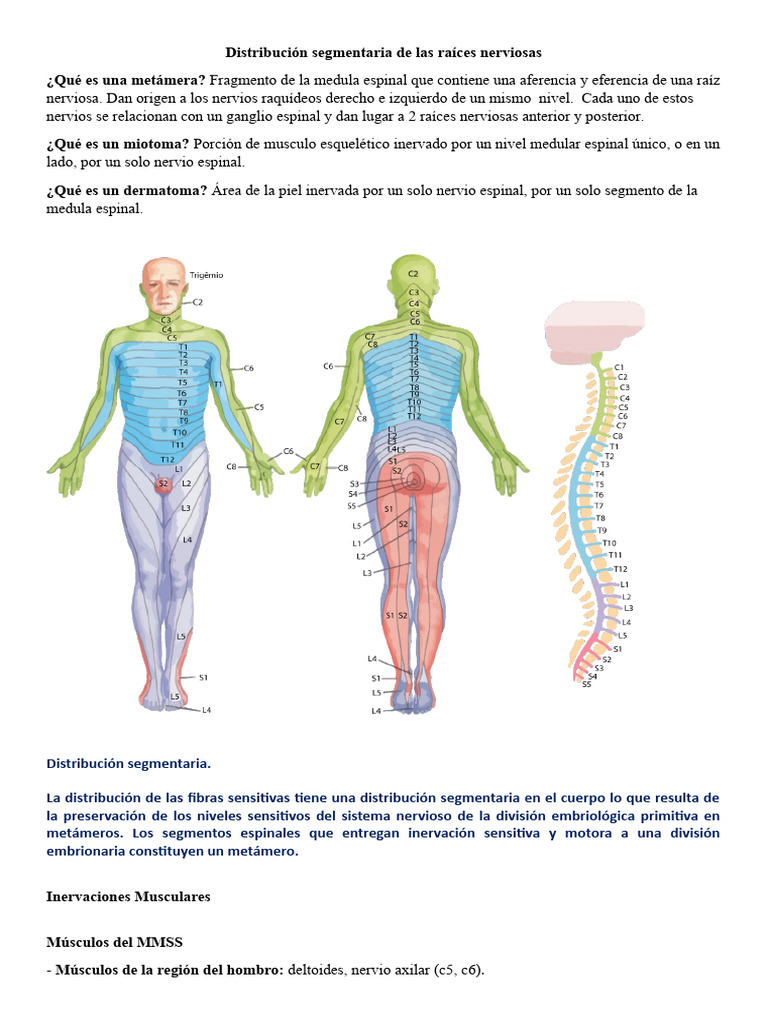 Distribución Segmentarias de Las Raíces Nerviosas Práctico Anato 2 | PDF | Anatomía humana ...