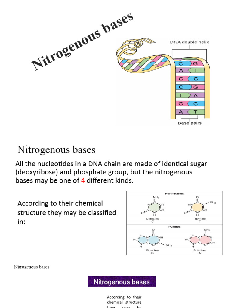 DNA Nitrogenous Bases Guide | PDF
