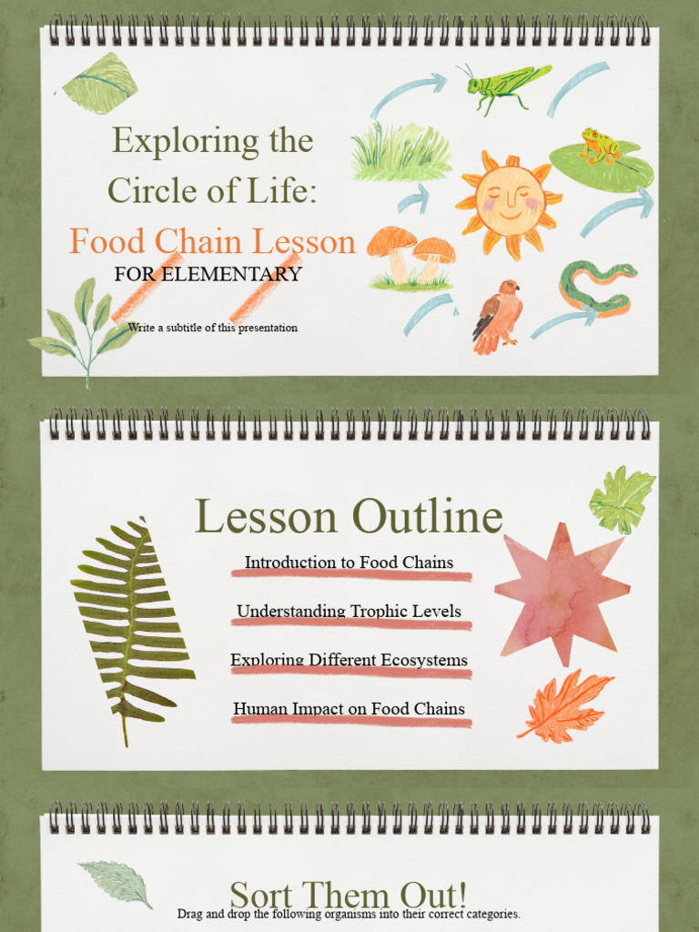 Food Chain Overview for Kids | PDF | Ecosystem | Foods
