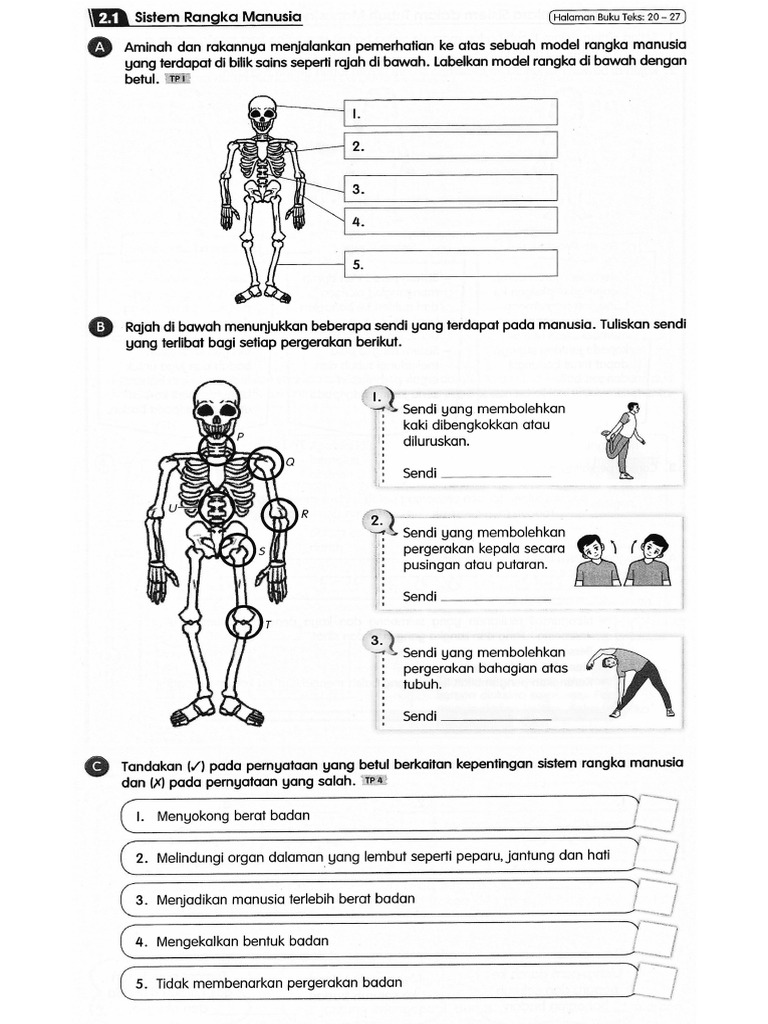 Sistem Rangka Manusia | PDF