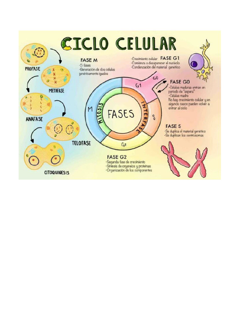 Ciclo Celular | PDF