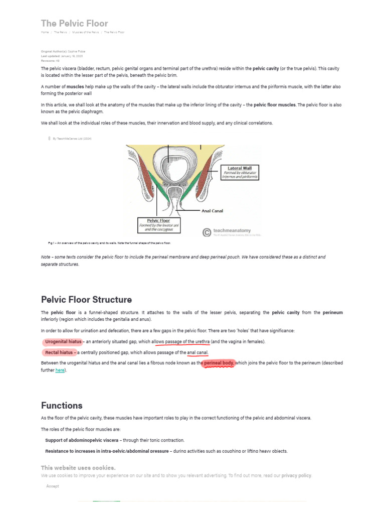 The Pelvic Floor Structure Function Muscles Teachmeanatomy Pdf Pelvis