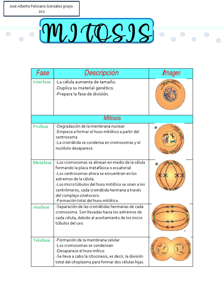 Esquema Gráfico de Mitosis | PDF | Mitosis | Histología