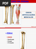 Músculos Da Perna | PDF | Pé | Anatomia humana