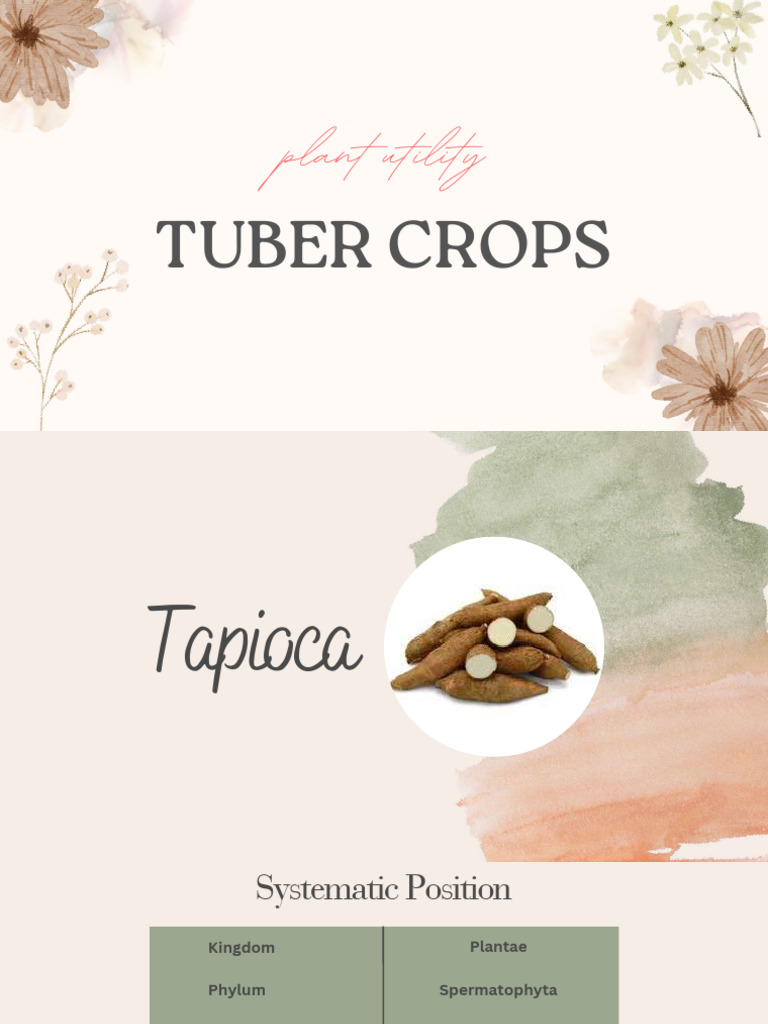 Botany Tuber Crops Final - Compressed | PDF | Root | Plants
