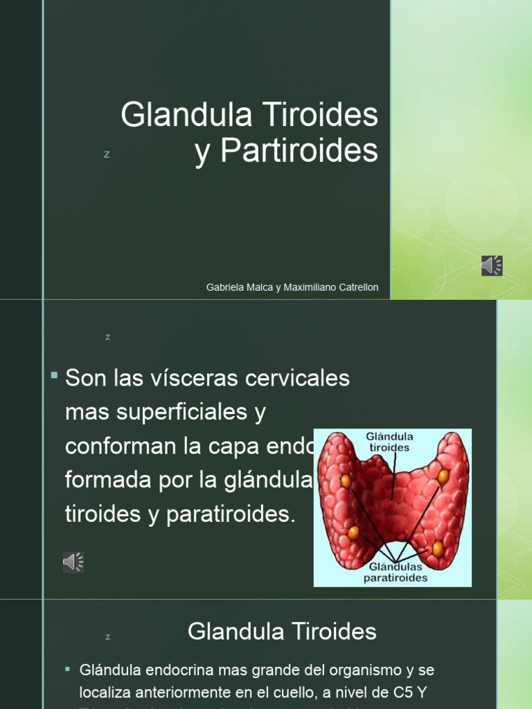 Glándulas Tiroides y Paratiroides | PDF