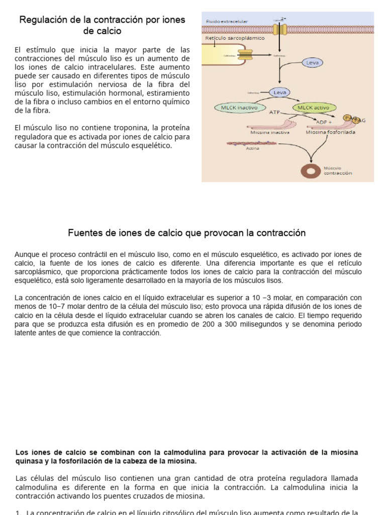 Regulacion de La Contraccion Por Iones de Calcio | PDF | Contracción ...