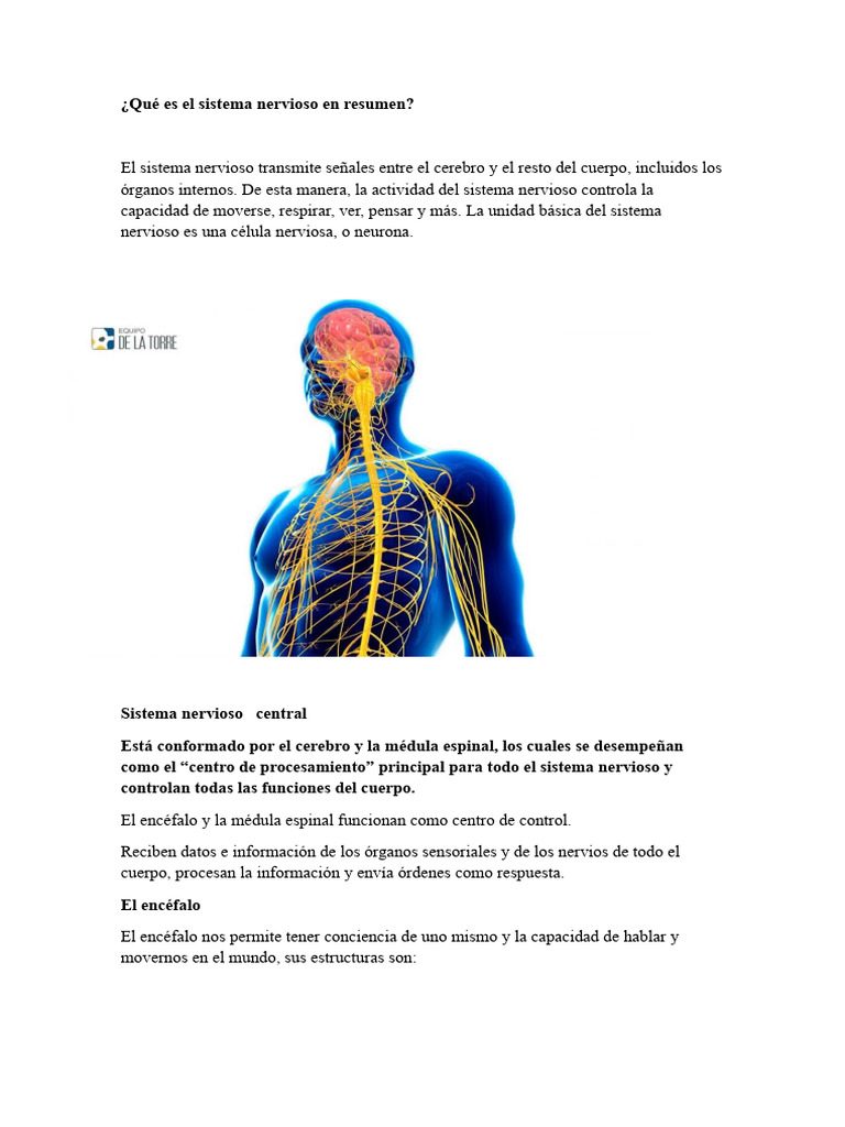 Sistema Nervioso | PDF | Cerebro | Sistema nervioso