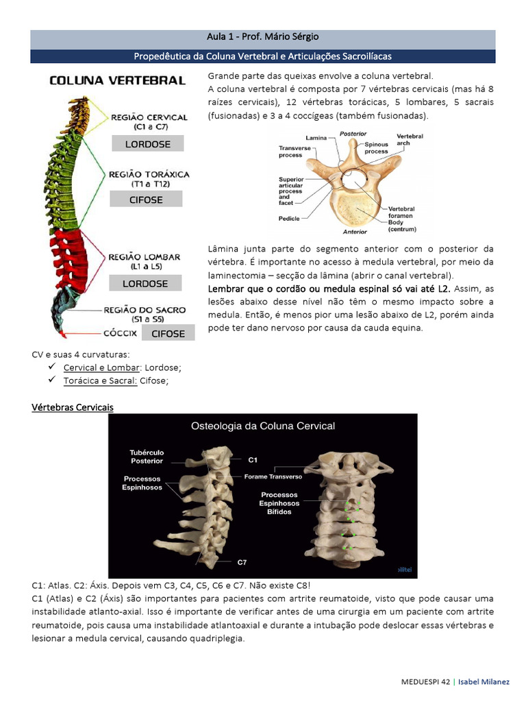 Anatomia e Doenças da Coluna Vertebral | PDF | Coluna vertebral ...